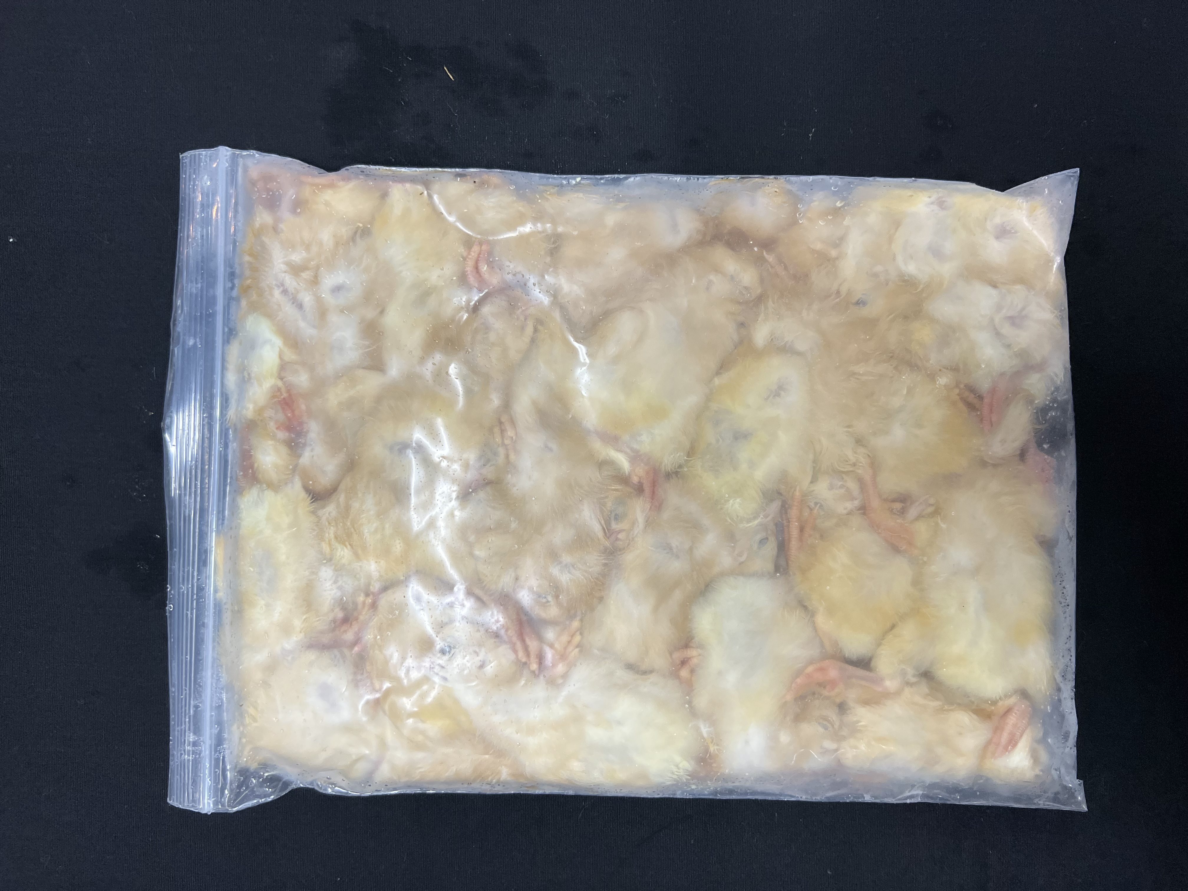 Cold Blooded Cafe: Day Old Chicks 25ct