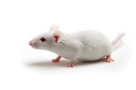 Frozen Feeder Mice for Snakes/Reptiles - ColdBloodedCafe