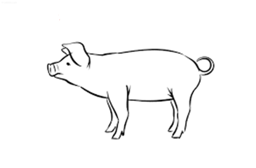 Cold Blooded Cafe: Small Pig 1-2.99 lb