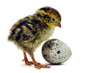 Cold Blooded Cafe: Other Feeders