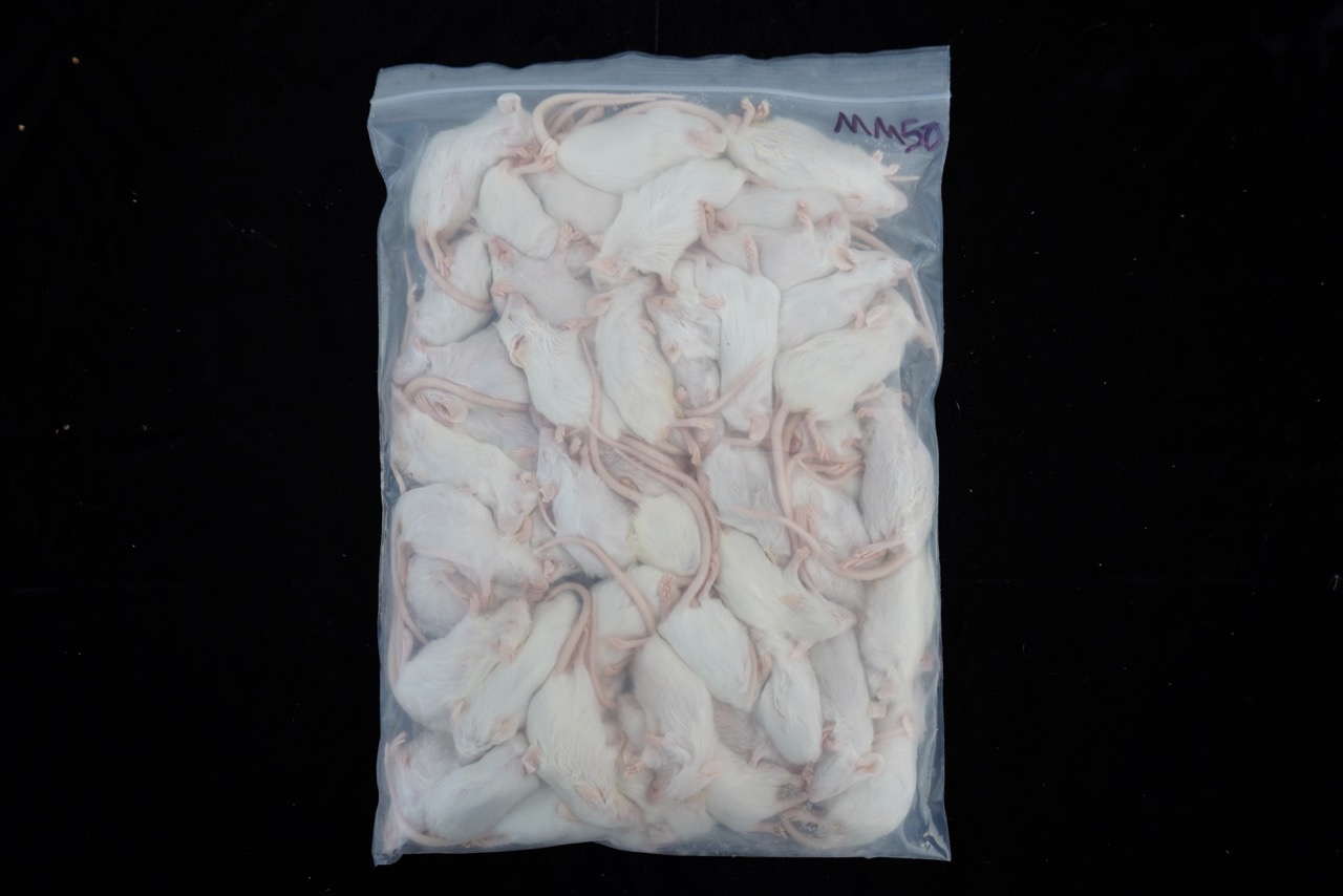 Cold Blooded Cafe: Medium Mice 25ct