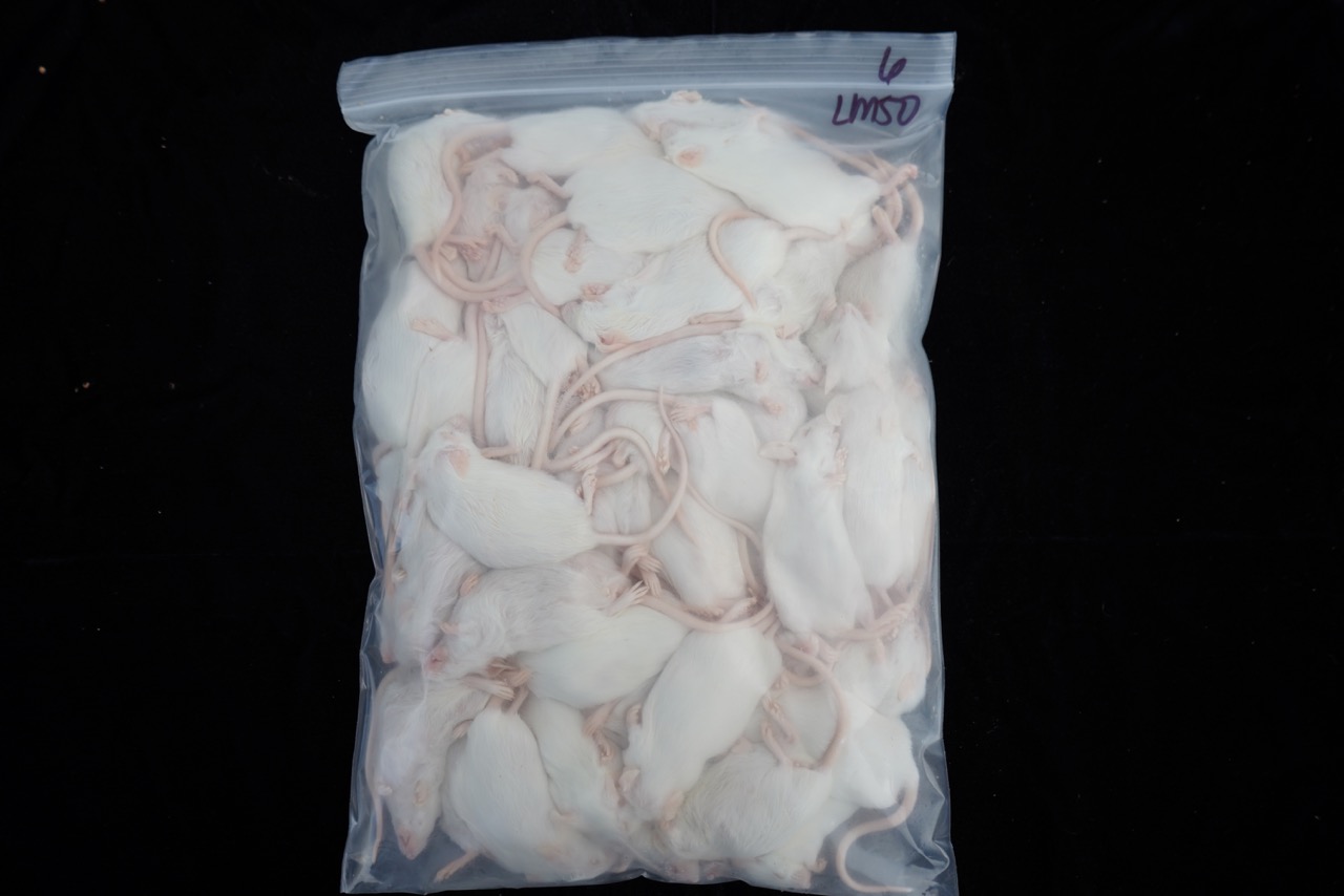 Cold Blooded Cafe: Large Mice 25ct