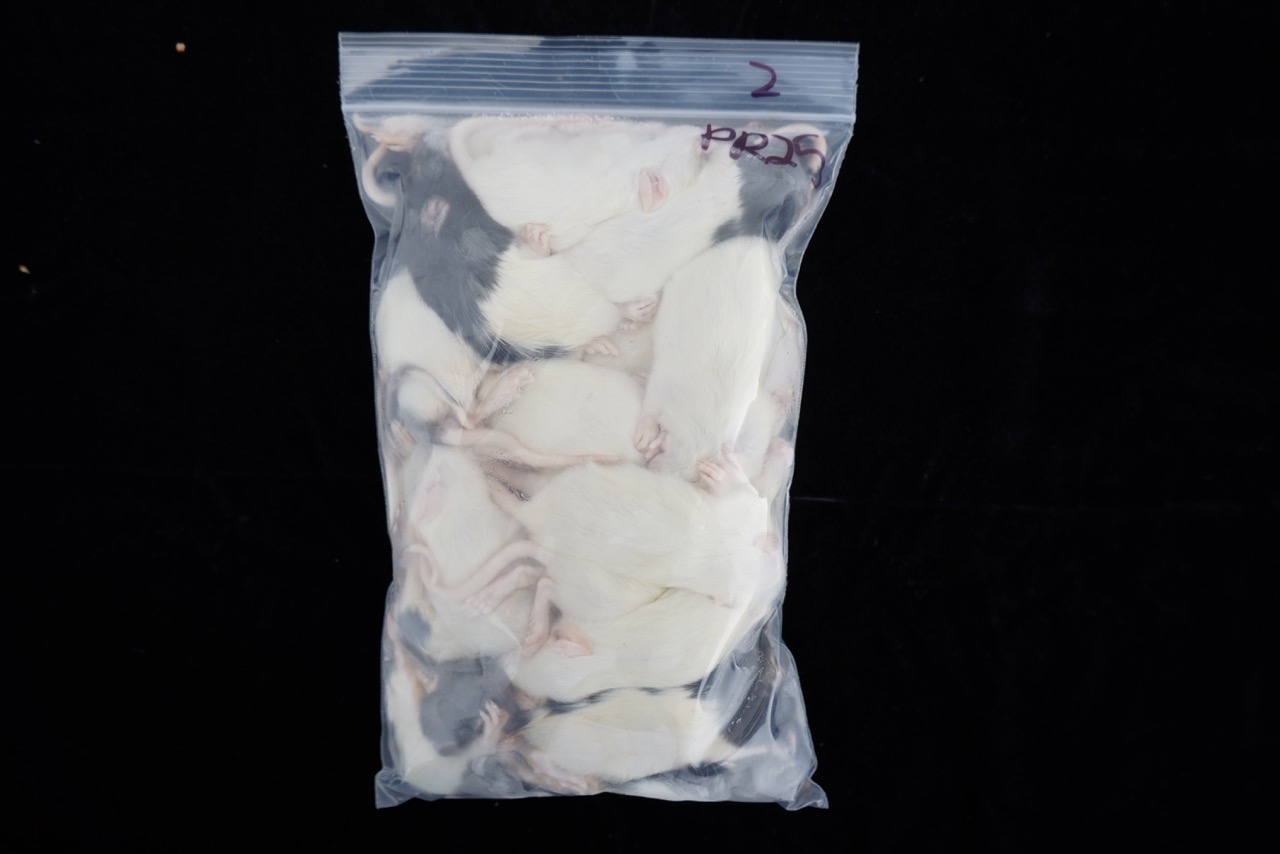 Cold Blooded Cafe: Pup Rats 25ct