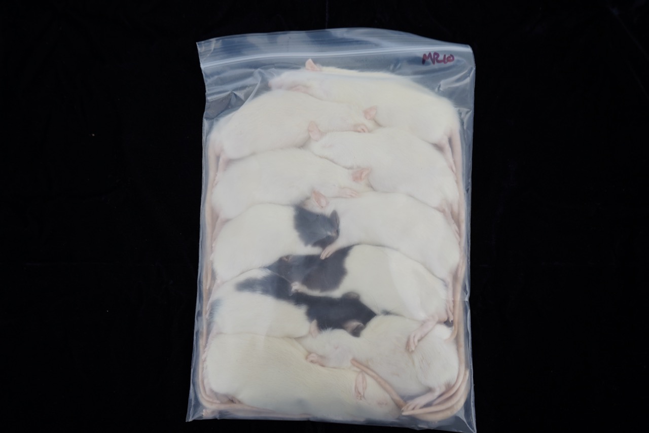 Cold Blooded Cafe: Medium Rats 10ct