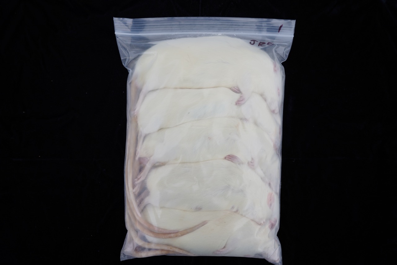 Cold Blooded Cafe: Jumbo Rats 5ct