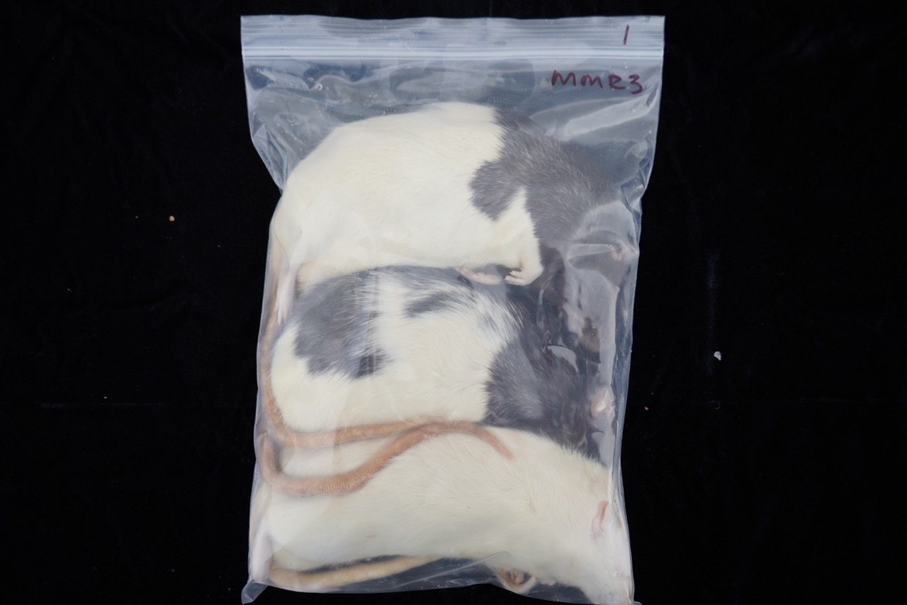 Cold Blooded Cafe: Mammoth Rats 3ct