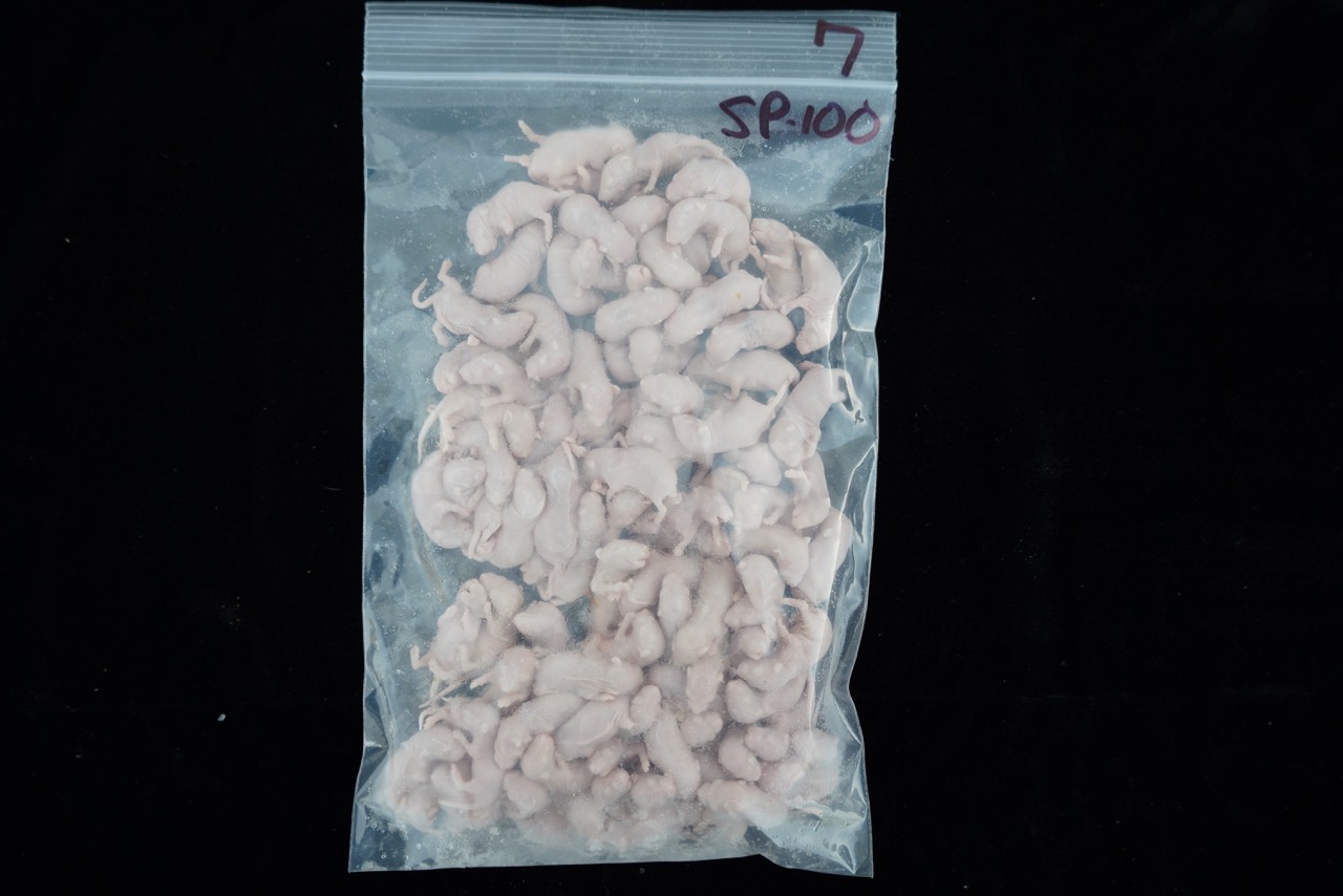 Cold Blooded Cafe: Small Pinky Mice 50ct