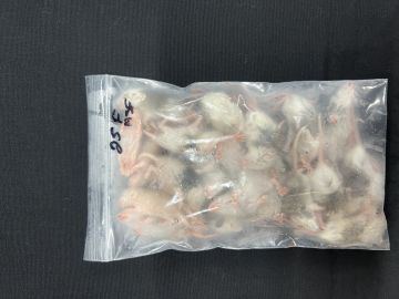 Cold Blooded Cafe: Other Feeders