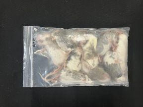 Cold Blooded Cafe: Small African Soft Furred Rat 40ct