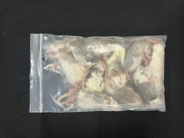 Cold Blooded Cafe: Other Feeders