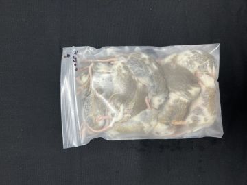 Cold Blooded Cafe: Other Feeders