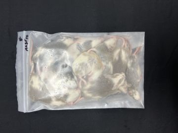 Cold Blooded Cafe: Other Feeders