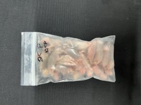 Cold Blooded Cafe: Medium African Soft Furred Rat 10ct